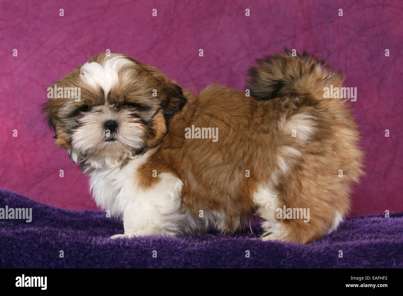 Shih Tzu Puppy standing in studio Stock Photo - Alamy