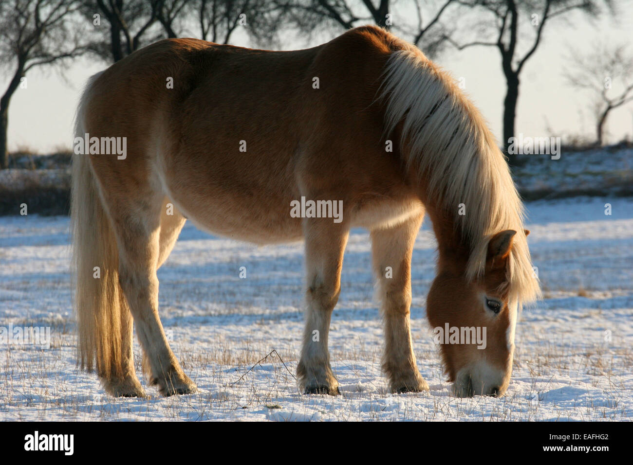eating Haflinger horse Stock Photo - Alamy