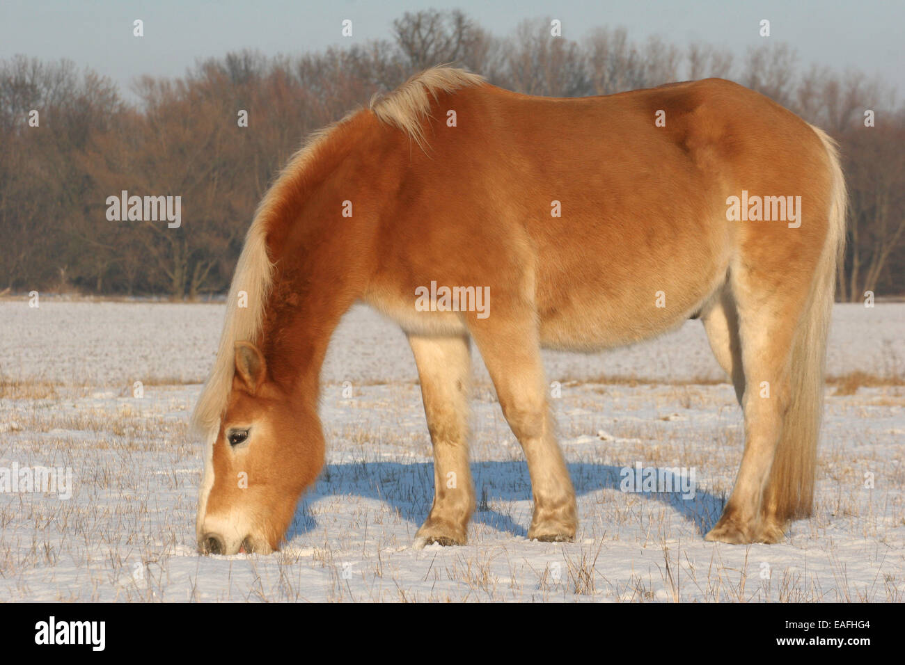 eating Haflinger horse Stock Photo - Alamy