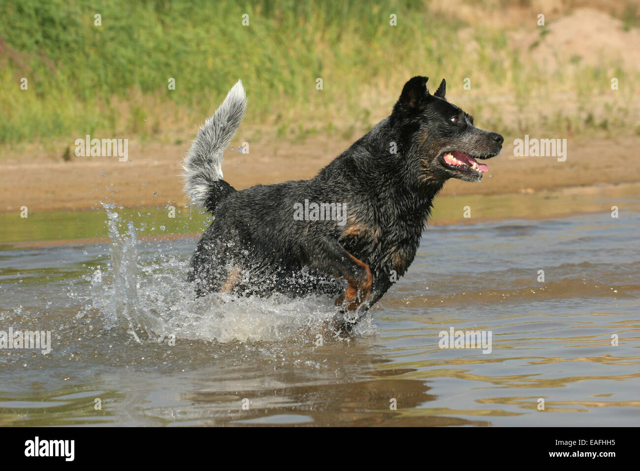 Australian cattle dog run hi-res stock photography and images - Alamy