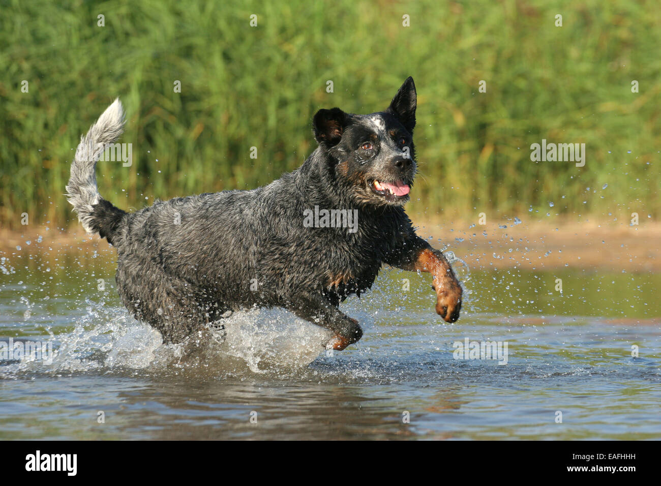 What Does A Cattle Dog Do