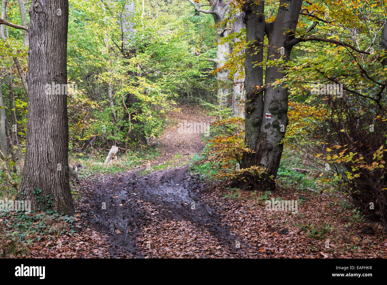 Hiking path in the autumn deciduous forest. Natural theme Stock Photo ...