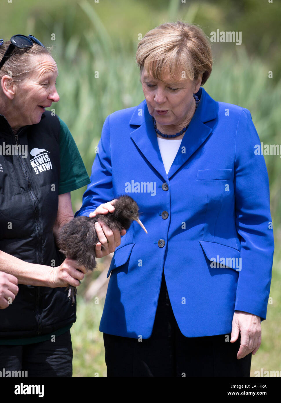 German chancellor Angela Merkel (CDU) pets a young kiwi on the island ...