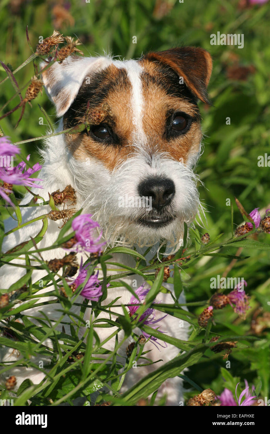 Parson Russell Terrier Portrait Stock Photo - Alamy