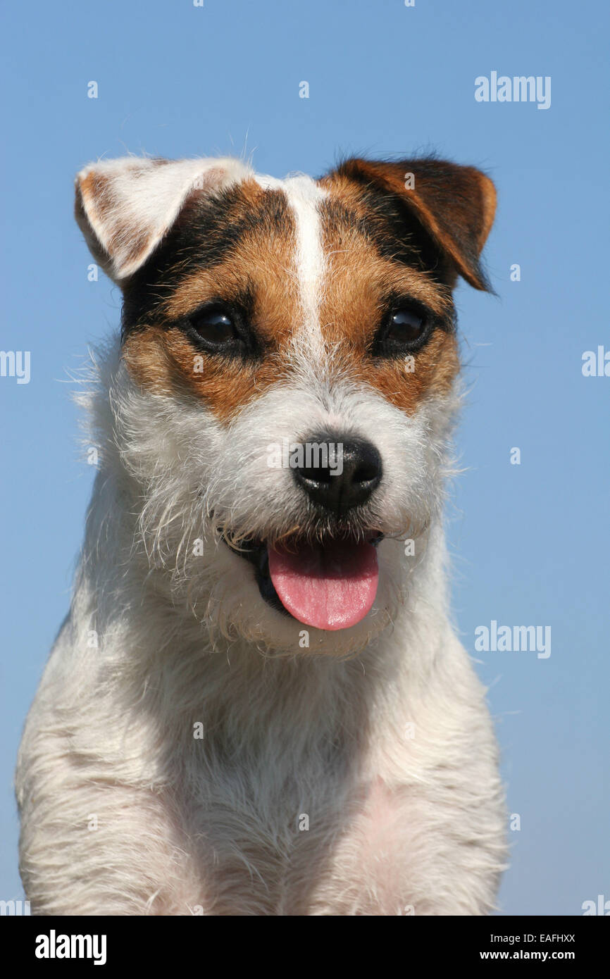 Parson Russell Terrier Portrait Stock Photo - Alamy