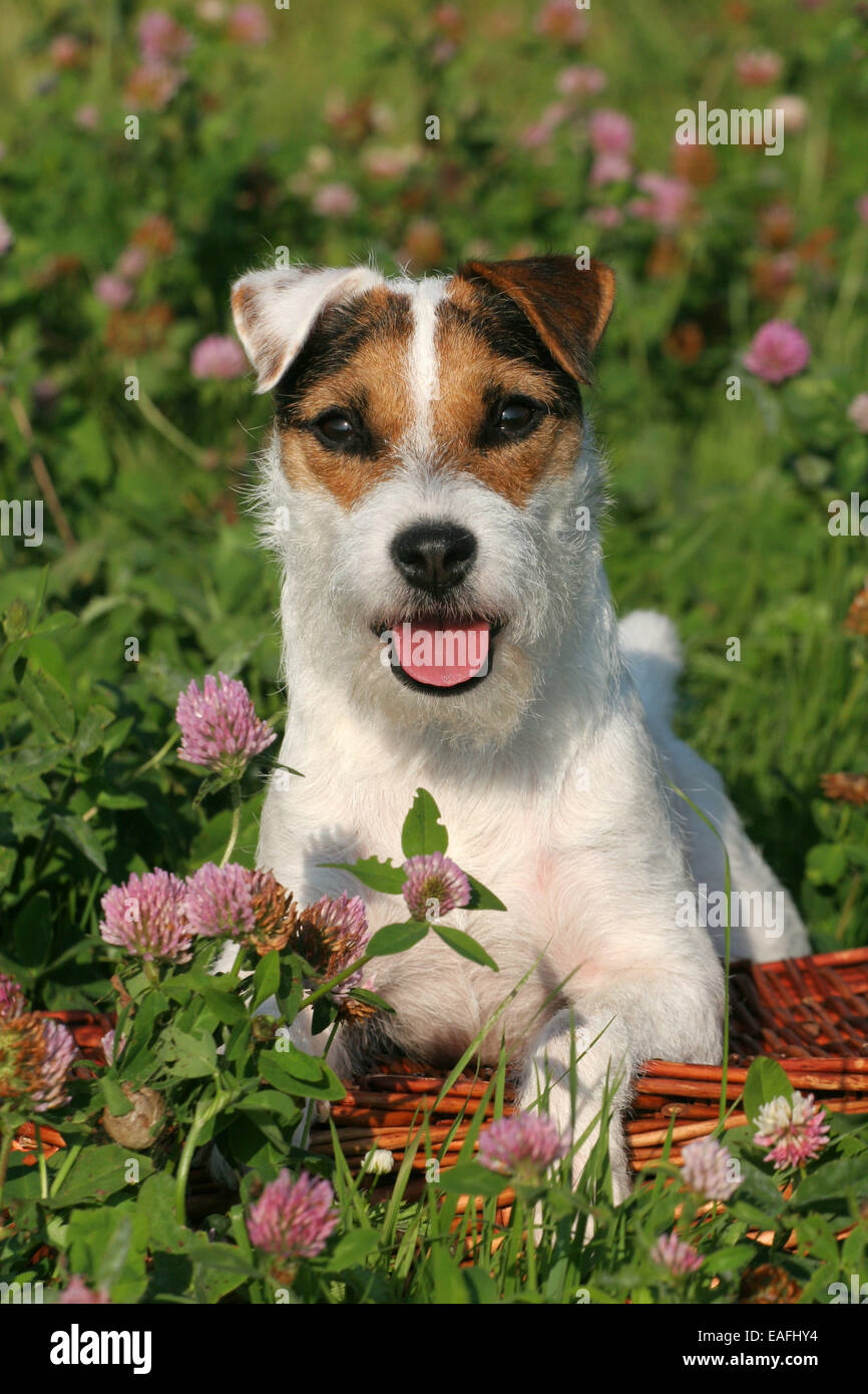 Parson Russell Terrier in basket with flowers Stock Photo - Alamy