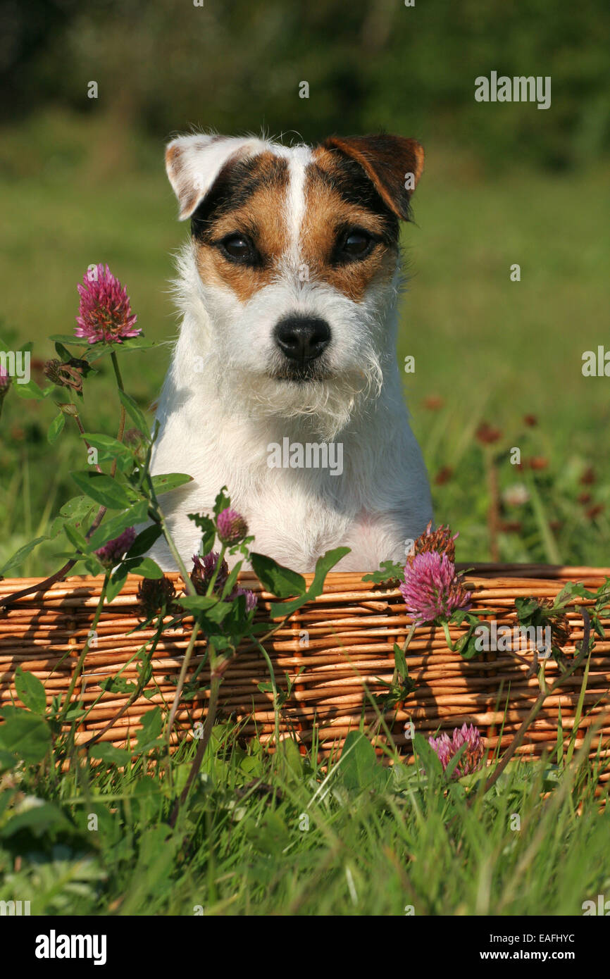 Parson Russell Terrier in basket with flowers Stock Photo - Alamy