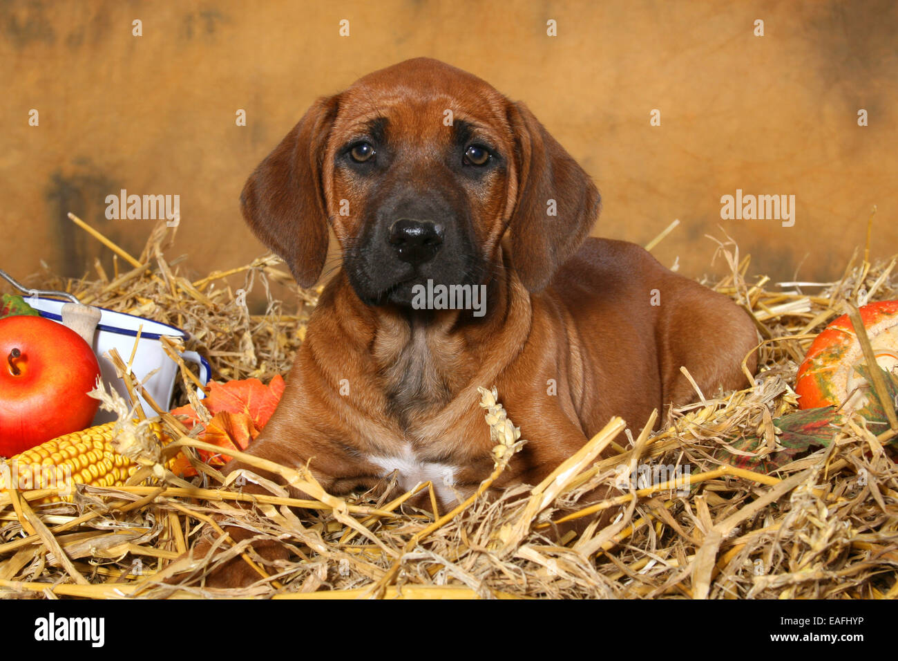 Rhodesian Ridgeback Puppy lying in hay Stock Photo - Alamy