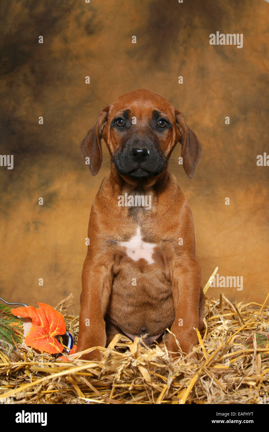 sitting Rhodesian Ridgeback Puppy in straw Stock Photo - Alamy