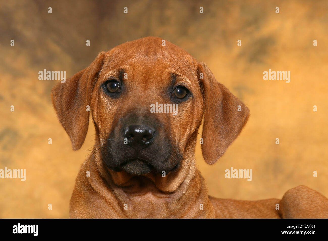 Rhodesian Ridgeback Puppy portrait Stock Photo - Alamy