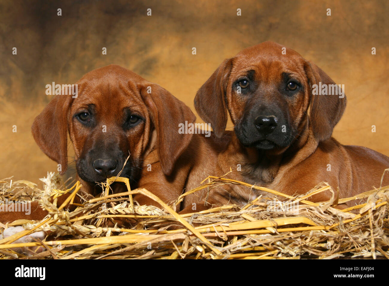Rhodesian Ridgeback Puppies lying in hay Stock Photo - Alamy