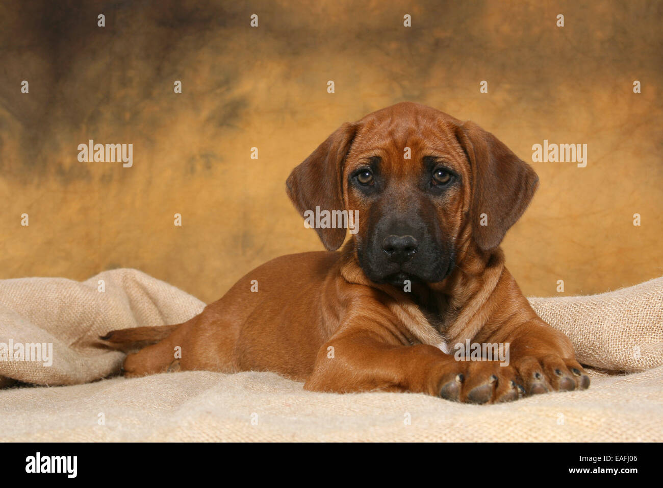 lying Rhodesian Ridgeback Puppy in studio Stock Photo - Alamy