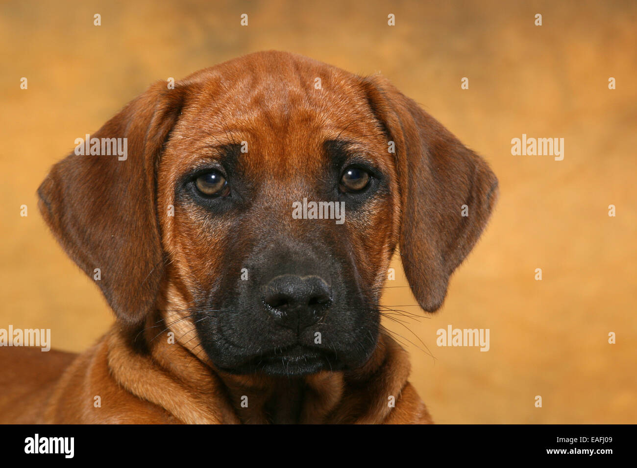 Rhodesian Ridgeback Puppy portrait Stock Photo - Alamy