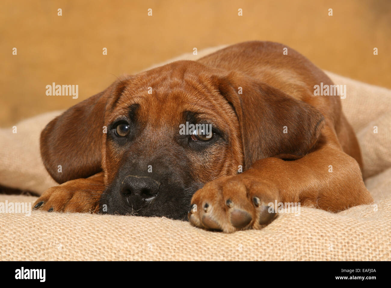 lying Rhodesian Ridgeback Puppy in studio Stock Photo - Alamy