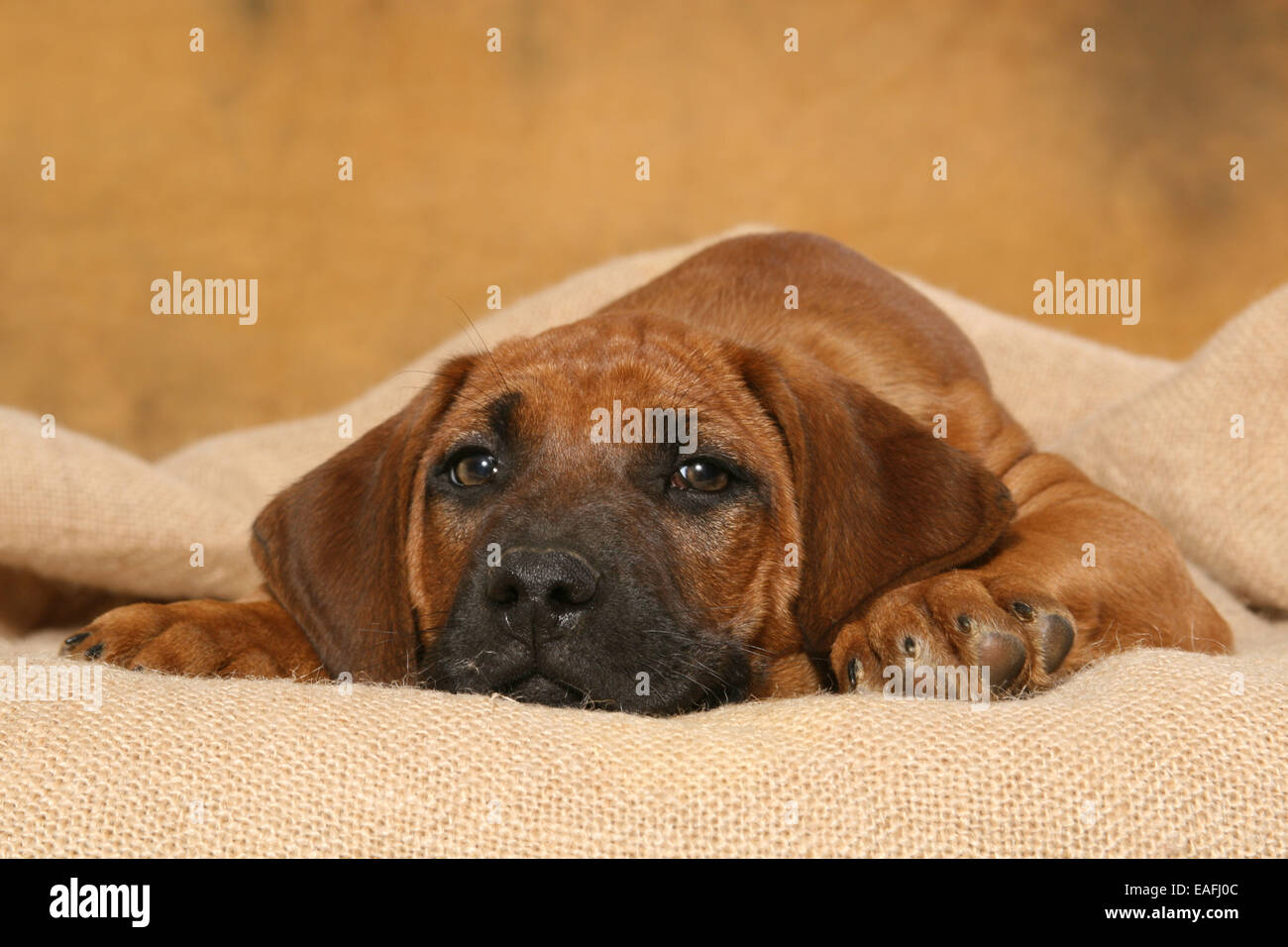 lying Rhodesian Ridgeback Puppy in studio Stock Photo - Alamy