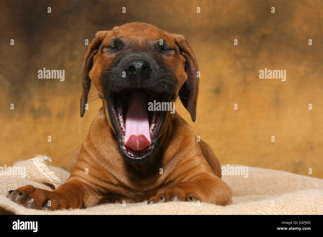 tired Rhodesian Ridgeback Puppy in studio Stock Photo - Alamy