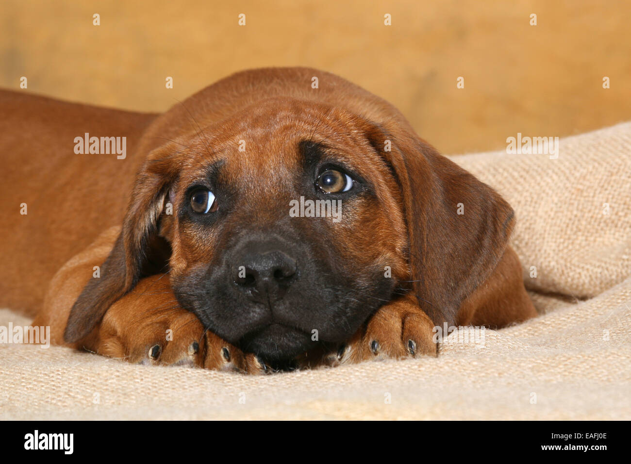 lying Rhodesian Ridgeback Puppy in studio Stock Photo - Alamy