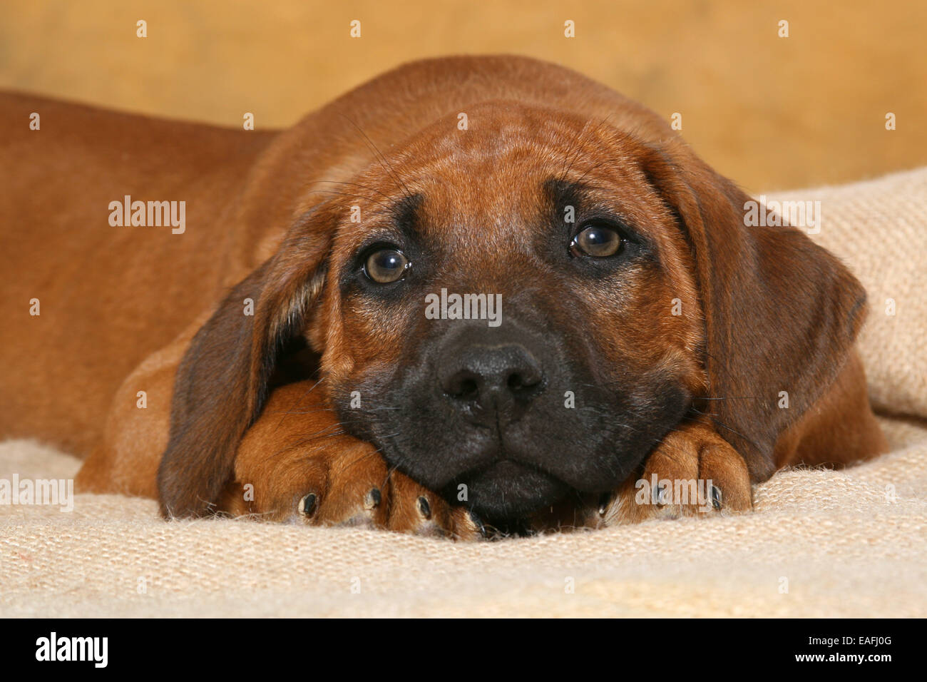 lying Rhodesian Ridgeback Puppy in studio Stock Photo - Alamy