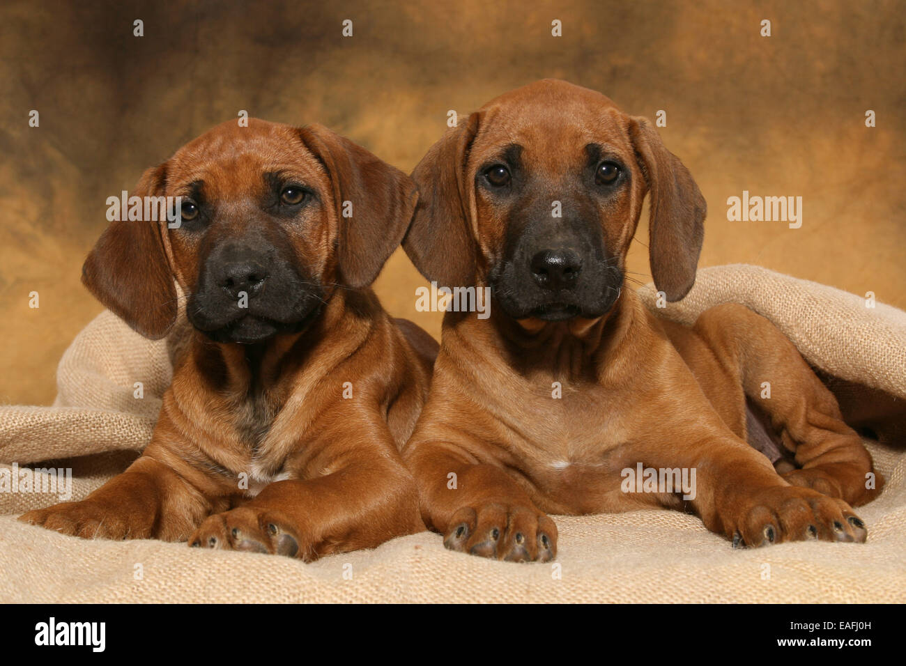 lying Rhodesian Ridgeback Puppies in studio Stock Photo - Alamy