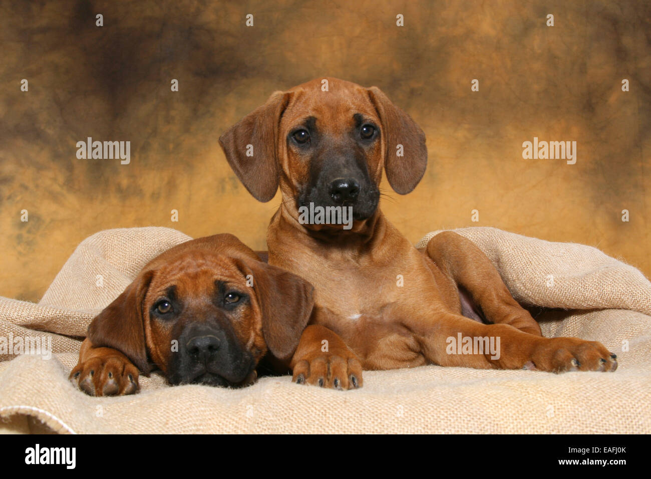 lying Rhodesian Ridgeback Puppies in studio Stock Photo - Alamy