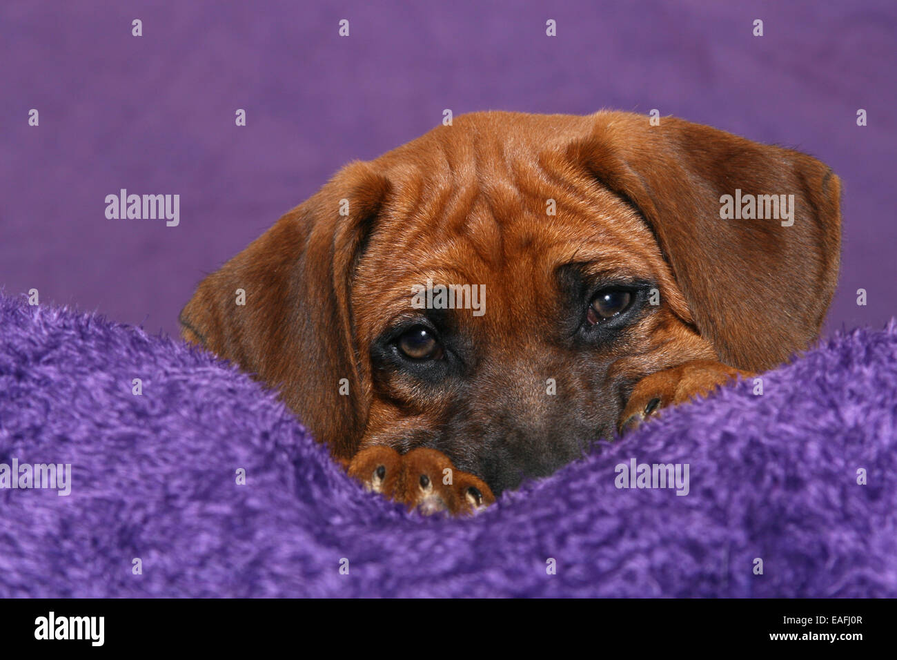 lying Rhodesian Ridgeback Puppy in studio Stock Photo - Alamy