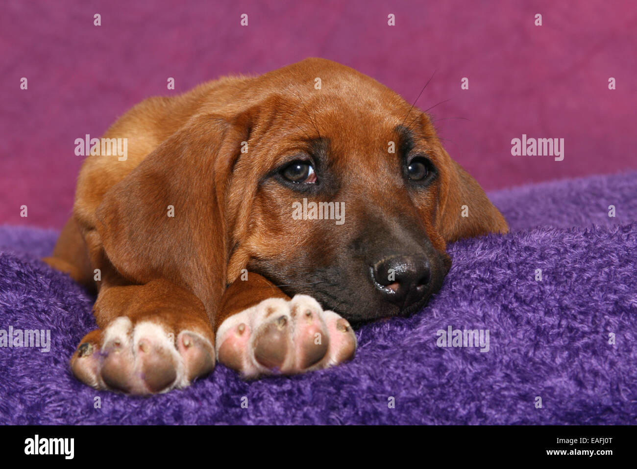 lying Rhodesian Ridgeback Puppy in studio Stock Photo - Alamy