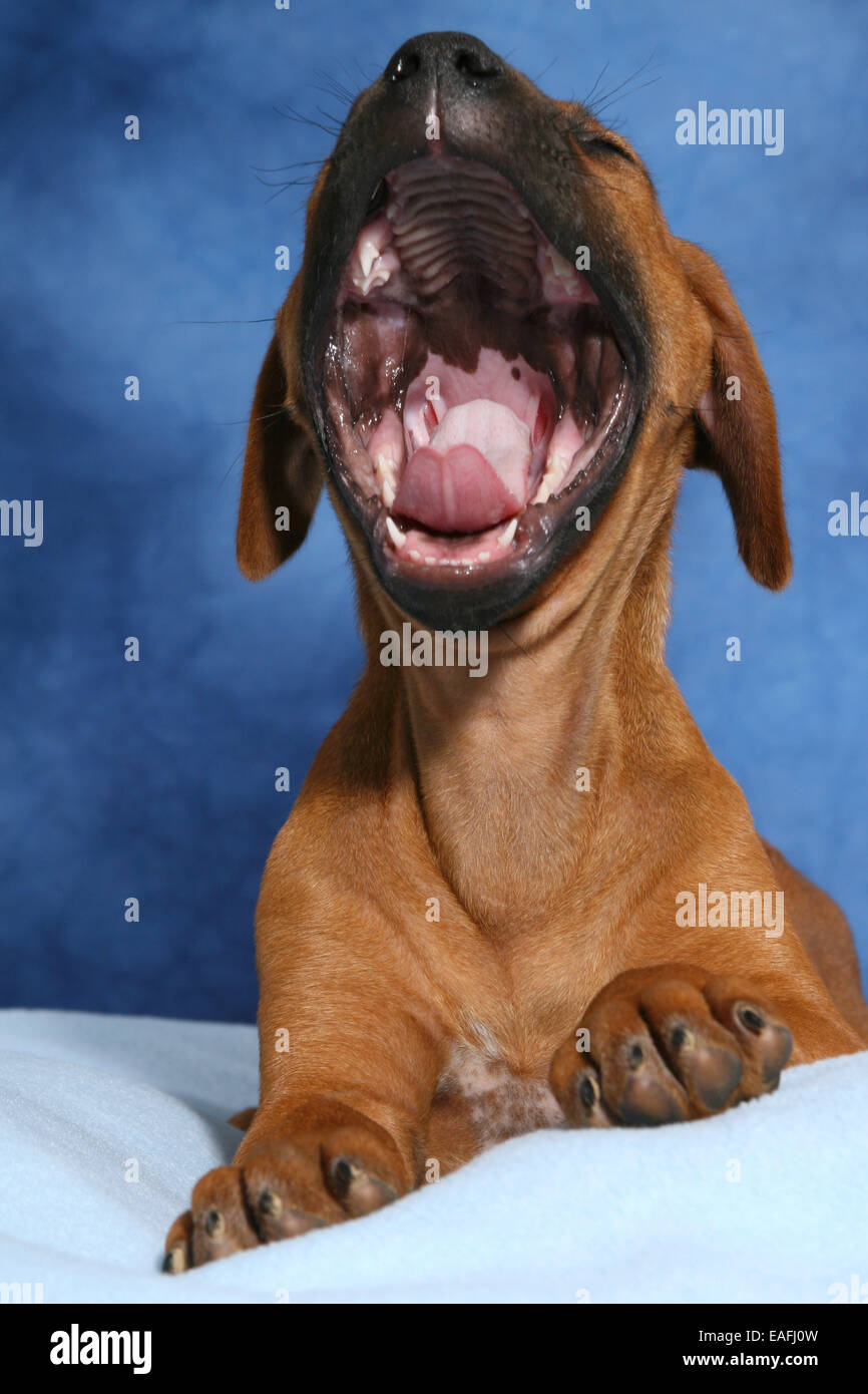 Rhodesian Ridgeback Puppy Stock Photo - Alamy