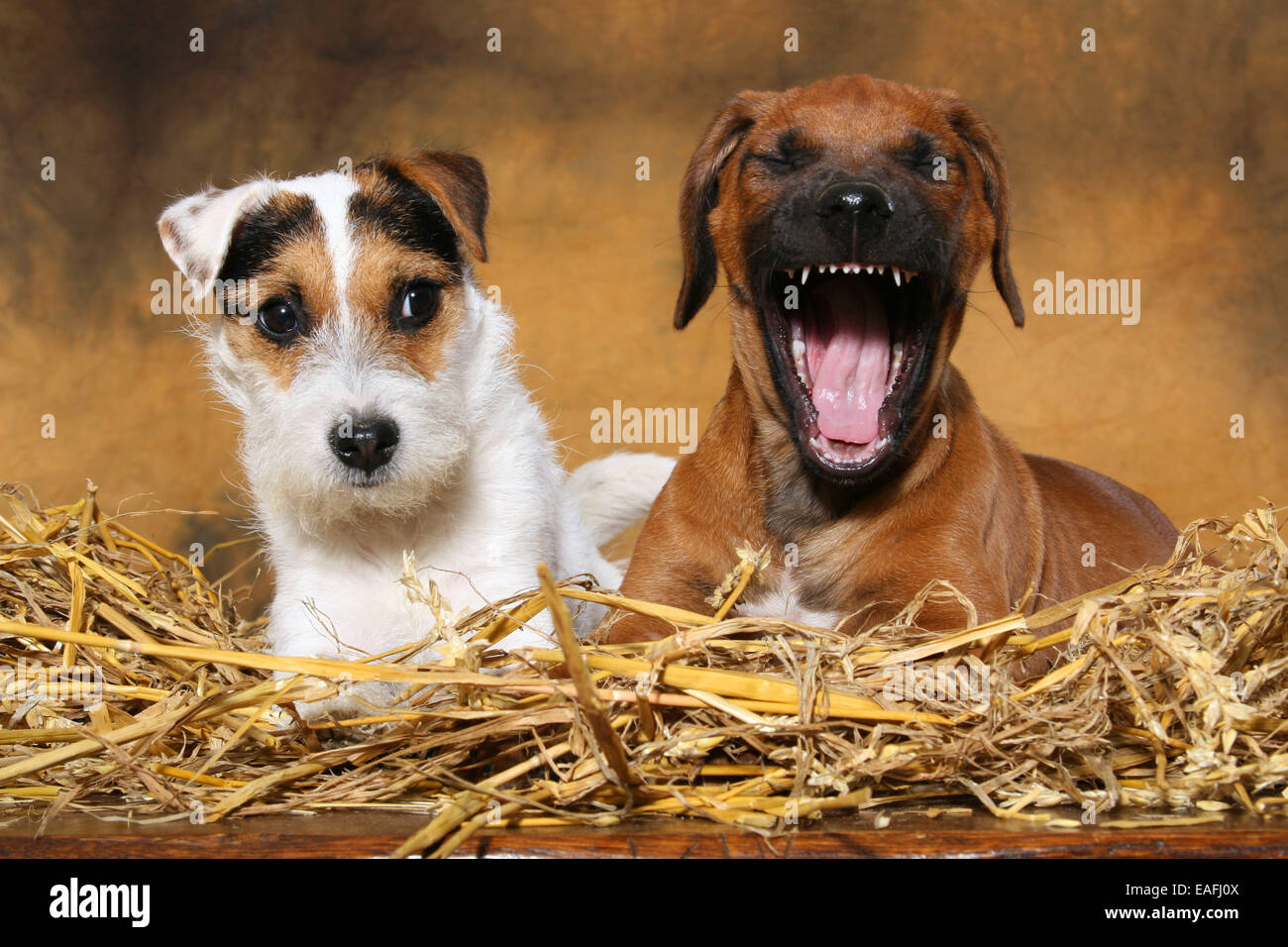 Rhodesian Ridgeback & Parson Russell Terrier Stock Photo - Alamy
