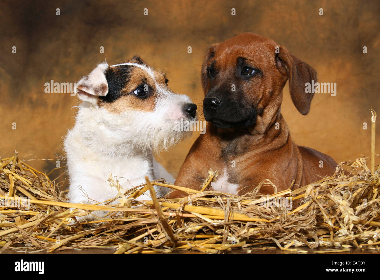 Rhodesian Ridgeback & Parson Russell Terrier Stock Photo - Alamy