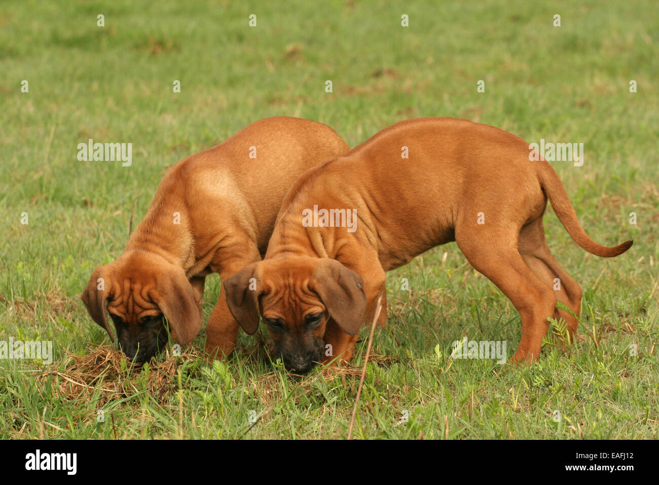 Rhodesian Ridgeback Puppies Stock Photo - Alamy