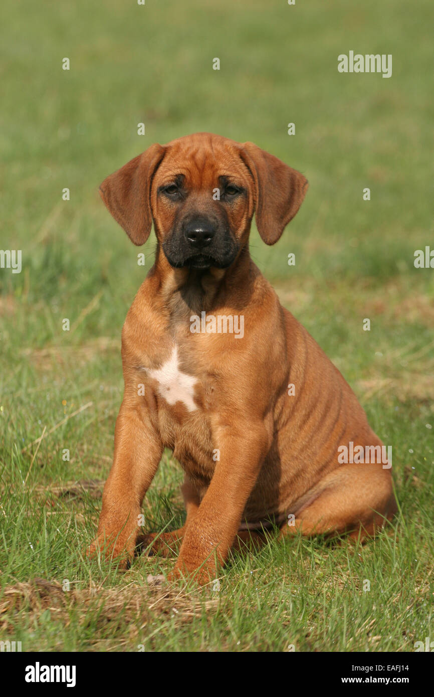 Rhodesian Ridgeback Puppy Stock Photo - Alamy