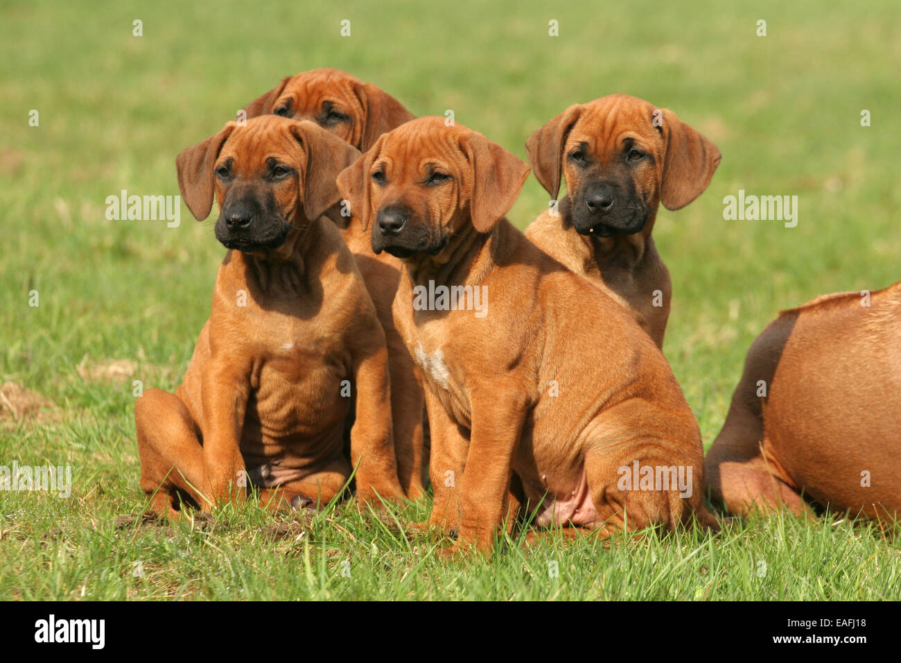 Rhodesian Ridgeback Puppies Stock Photo - Alamy