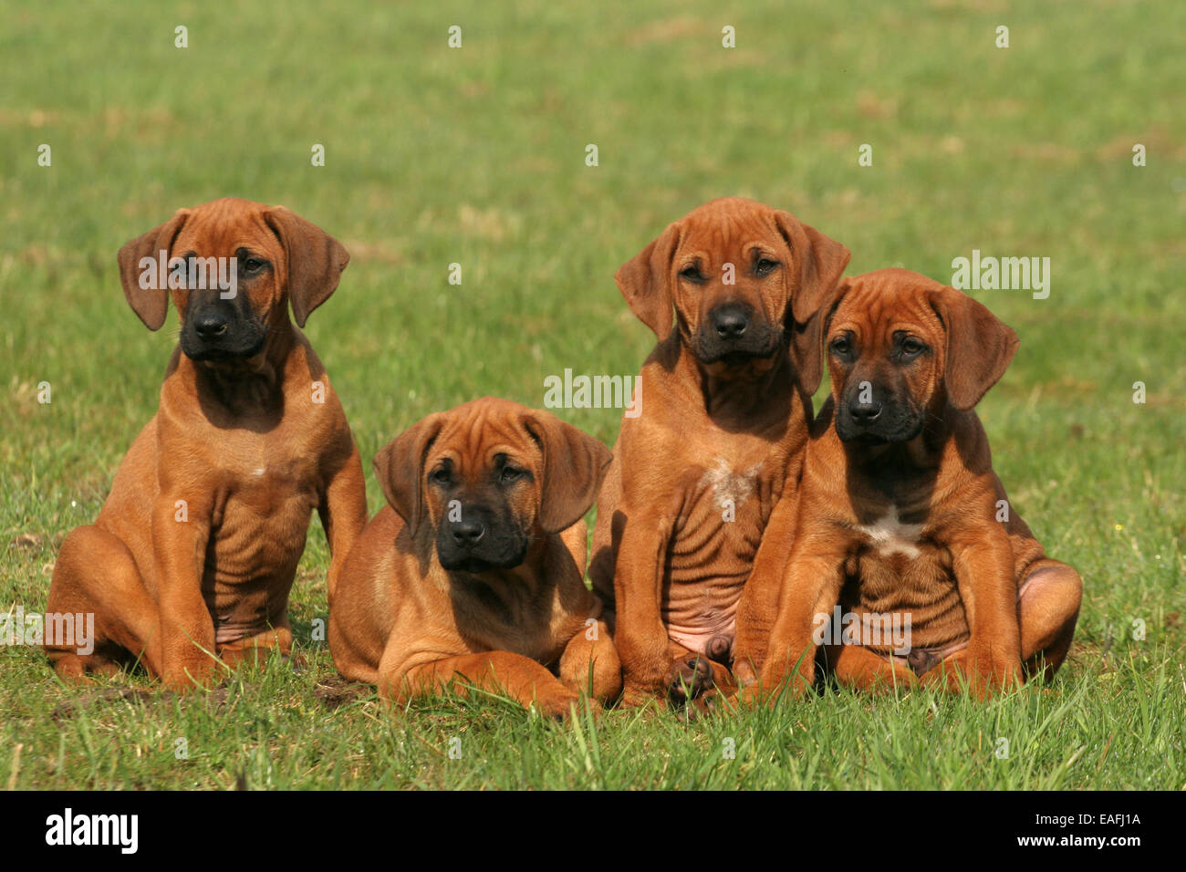 Rhodesian Ridgeback Puppies Stock Photo - Alamy