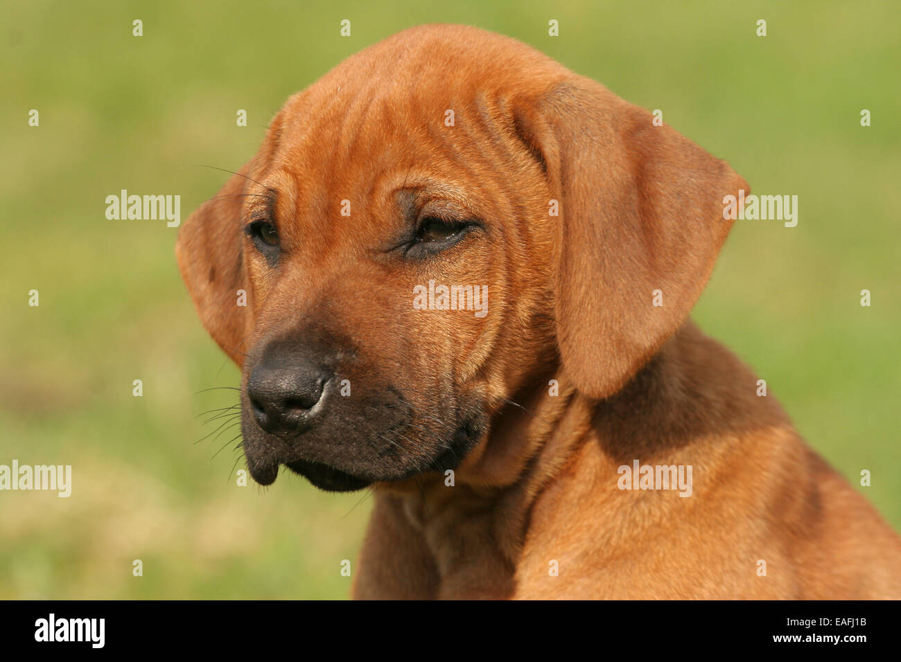 Rhodesian Ridgeback Puppy Stock Photo - Alamy