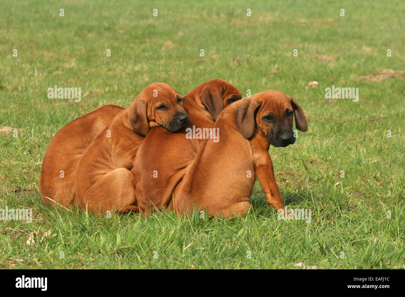 How Much Do Rhodesian Ridgeback Cost at Angela Hagberg blog