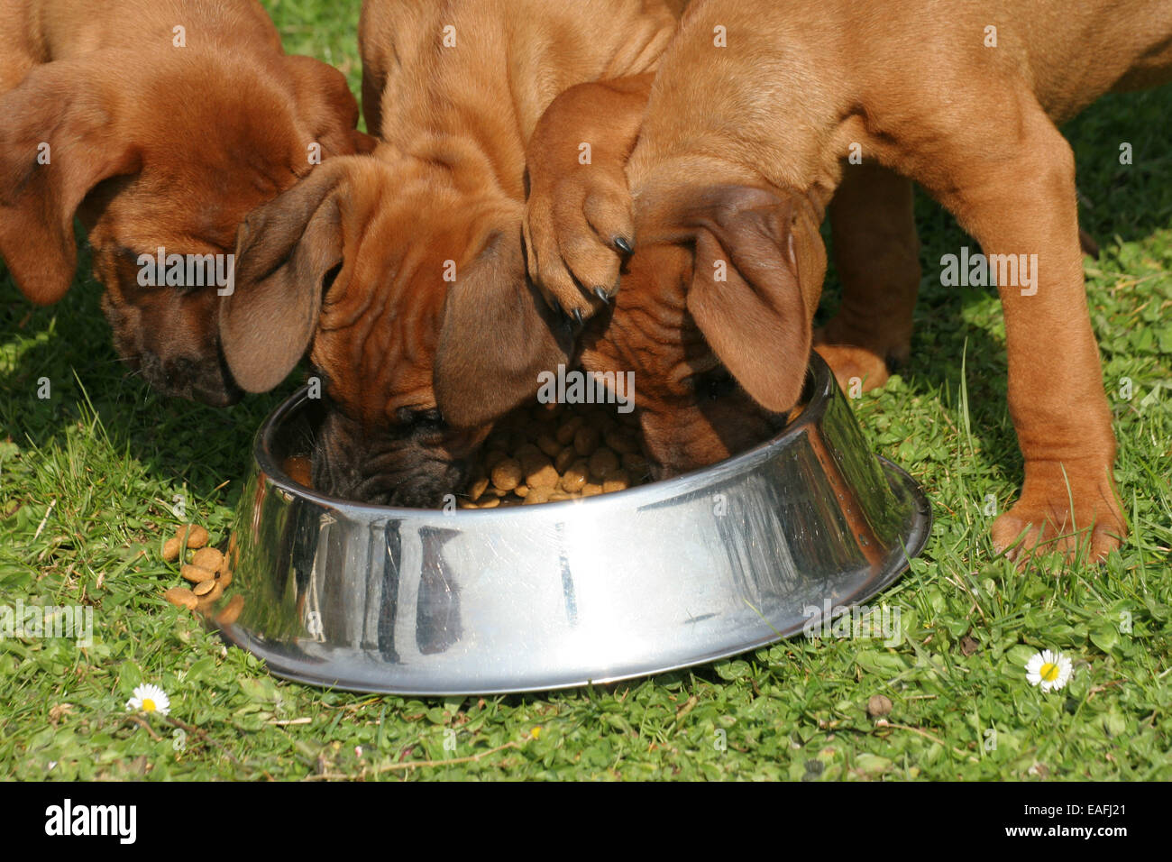 Rhodesian Ridgeback Puppies Stock Photo - Alamy
