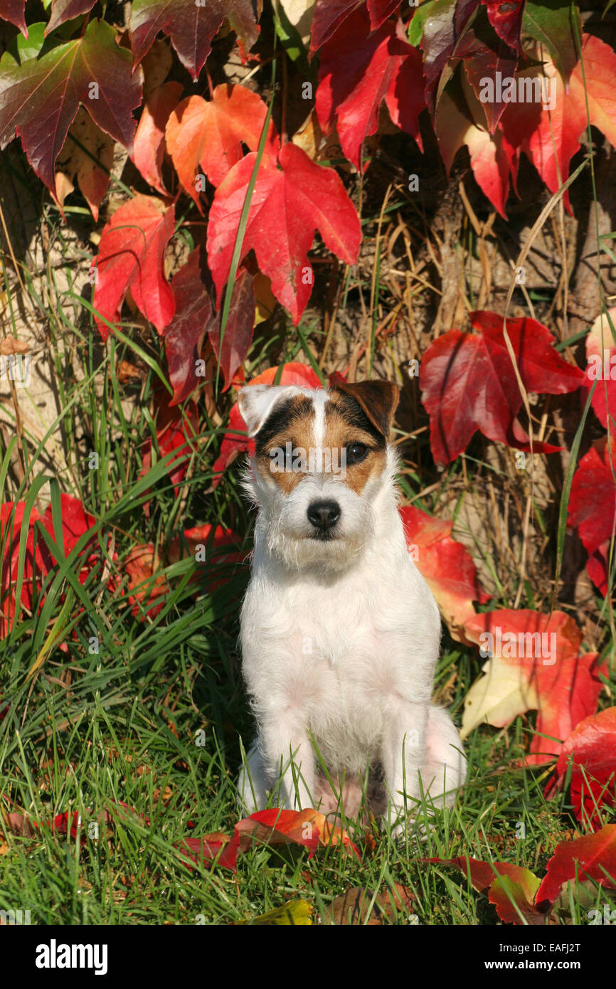 Parson Russell Terrier Stock Photo - Alamy