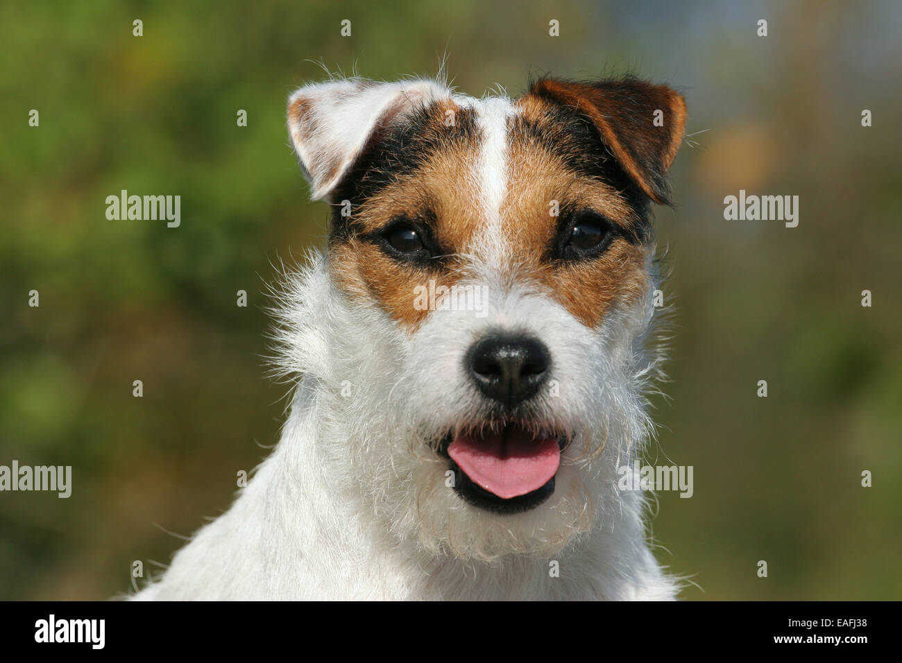 Parson Russell Terrier Portrait Stock Photo - Alamy