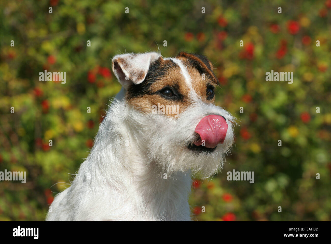 Parson Russell Terrier Portrait Stock Photo - Alamy