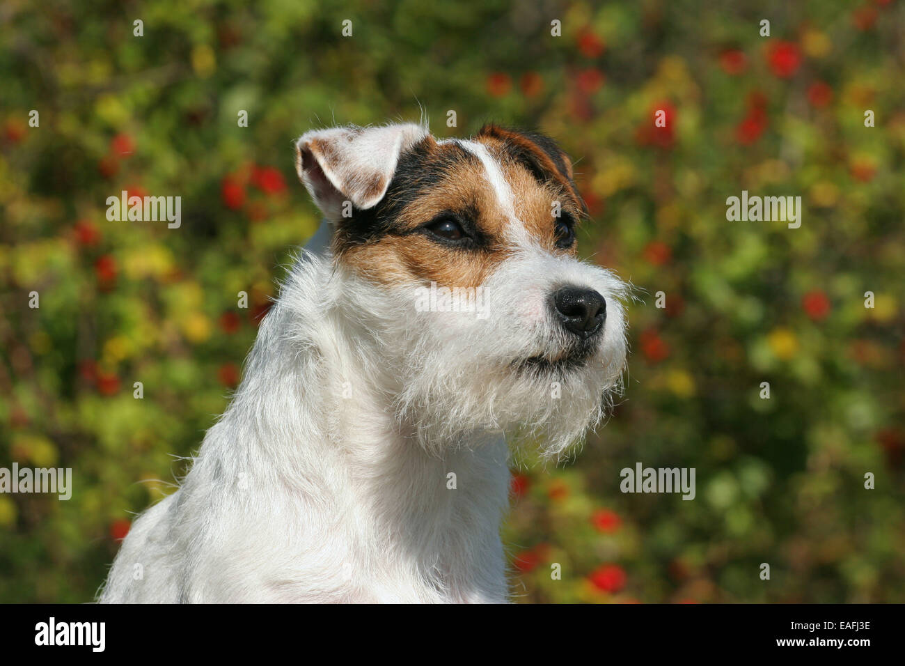 Parson Russell Terrier Portrait Stock Photo - Alamy