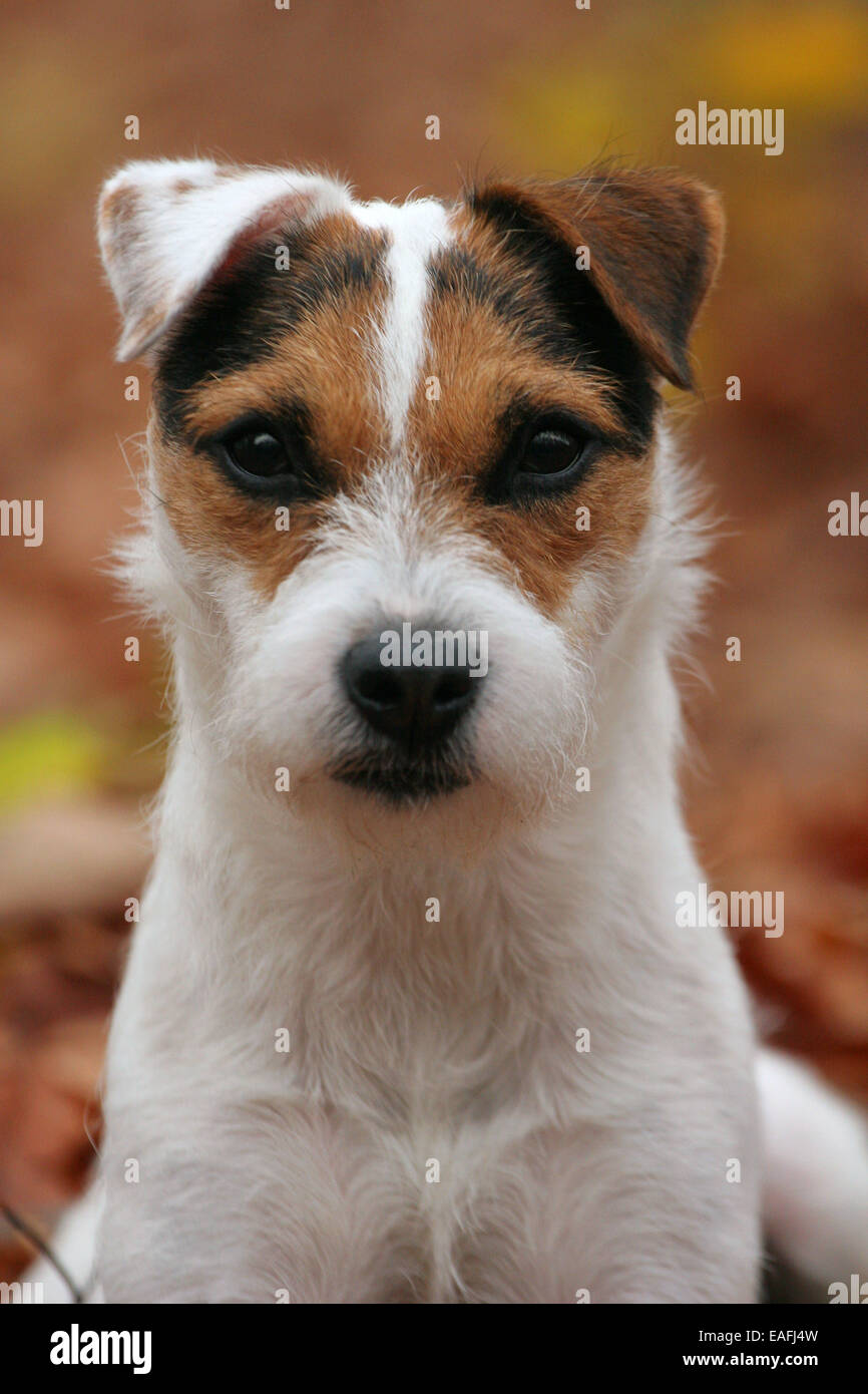 Parson Russell Terrier Portrait Stock Photo - Alamy