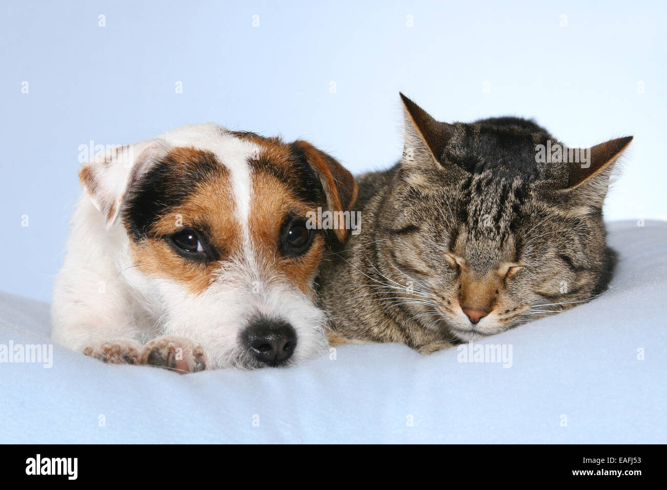 Parson Russell Terrier and cat Stock Photo - Alamy