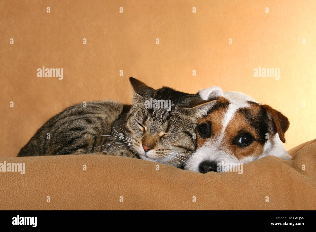 Parson Russell Terrier and cat Stock Photo - Alamy