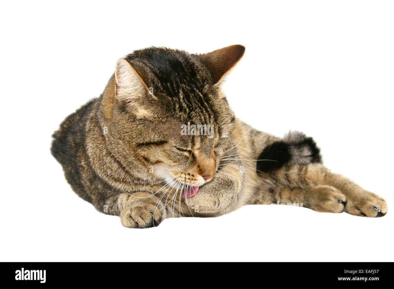 domestic cat is cleaning herself - grooming itself - cutout Stock Photo ...