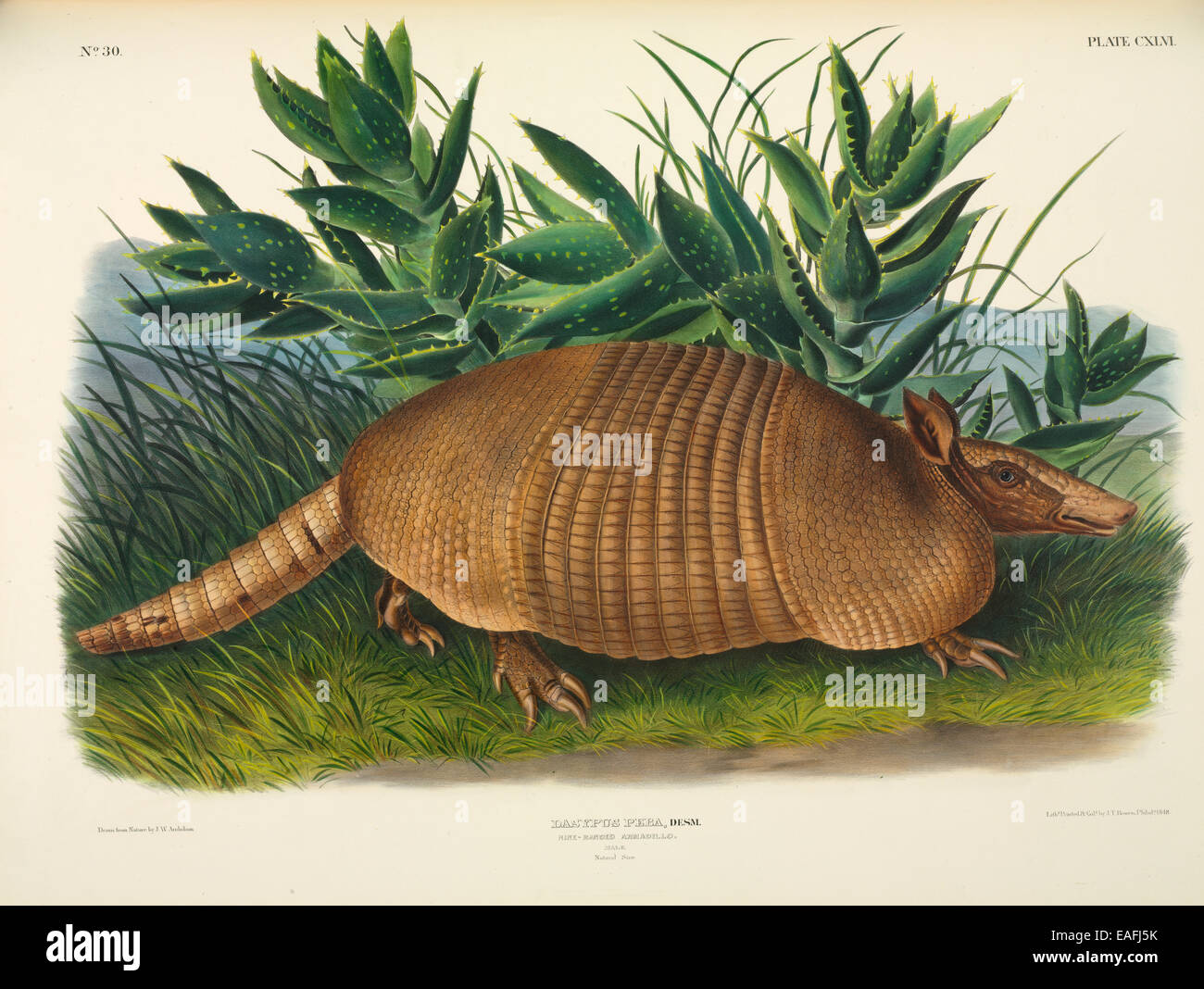 Dasypus novemcinctus, Nine-banded armadillo Stock Photo - Alamy