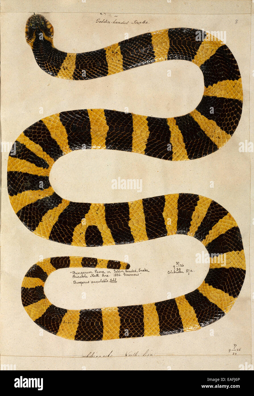 Bungarus fasciatus, Banded Krait Stock Photo - Alamy