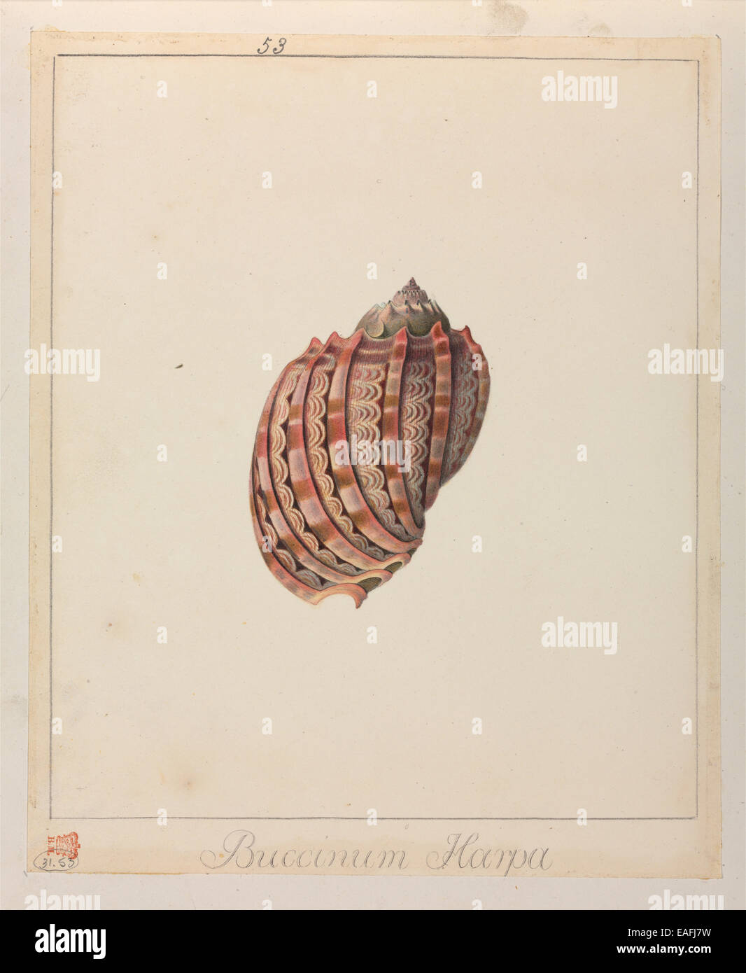 Buccinidae High Resolution Stock Photography and Images - Alamy