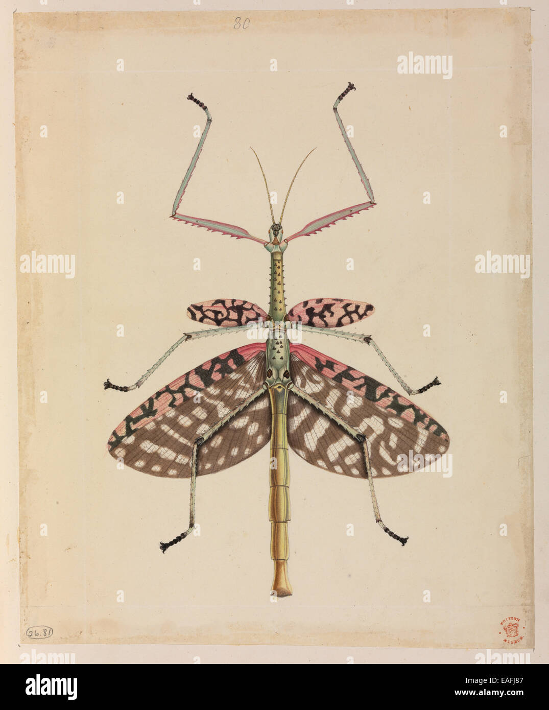 Top view of mantis hi-res stock photography and images - Alamy