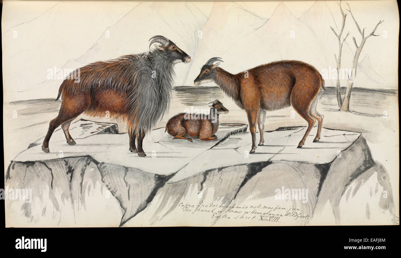 Hemitragus jemlahicus, Himalayan tahr Stock Photo - Alamy