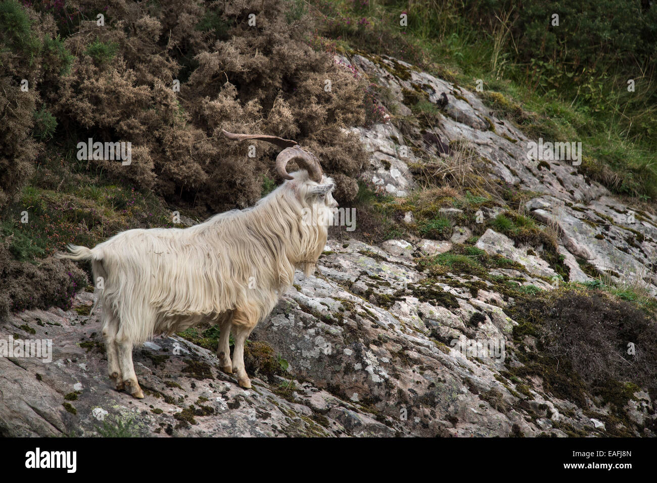 Scottish goat hi-res stock photography and images - Alamy